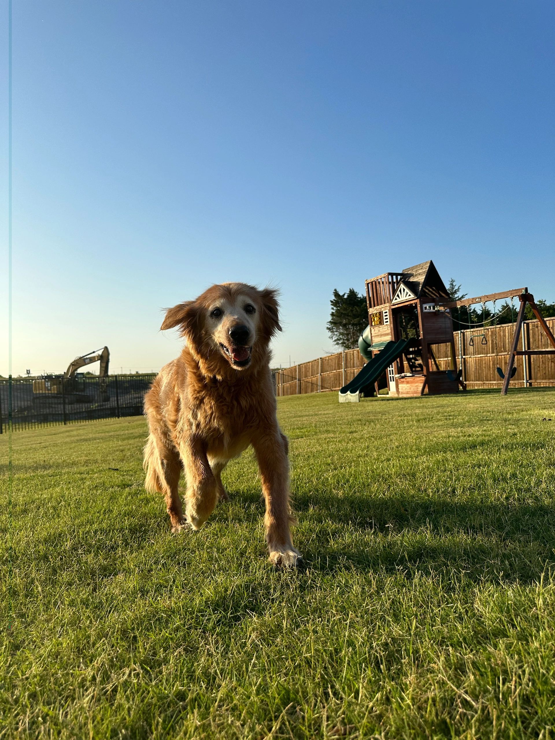 Bailey has the cutest little prance ️ 殺