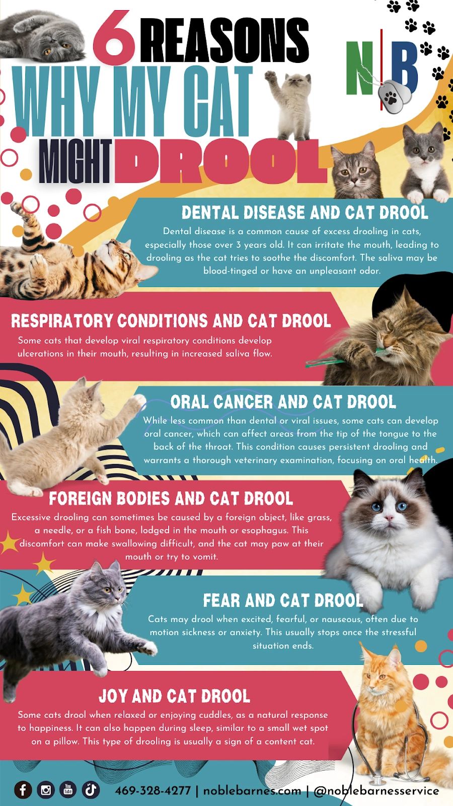 Why Does My Cat Drool? Here's What You Need to Know