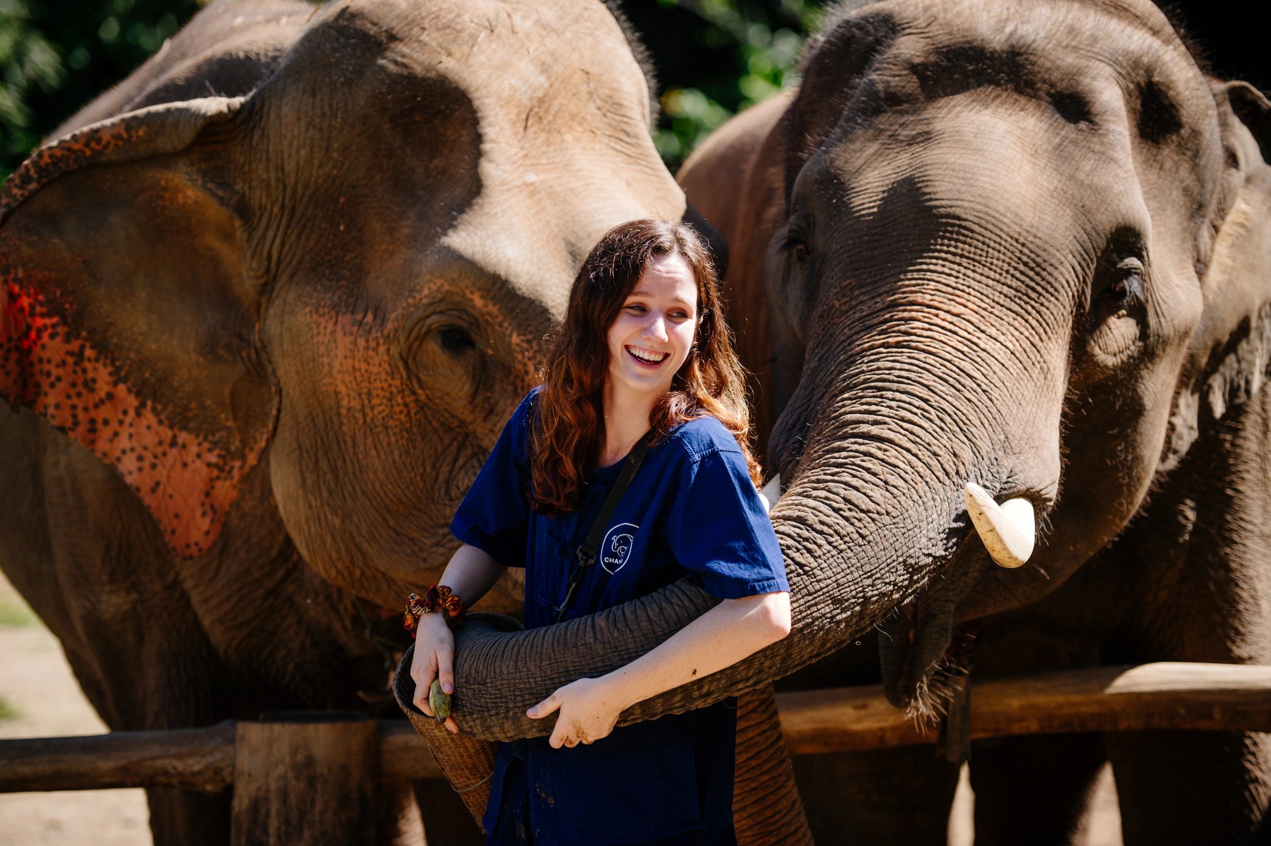Volunteer with Elephants