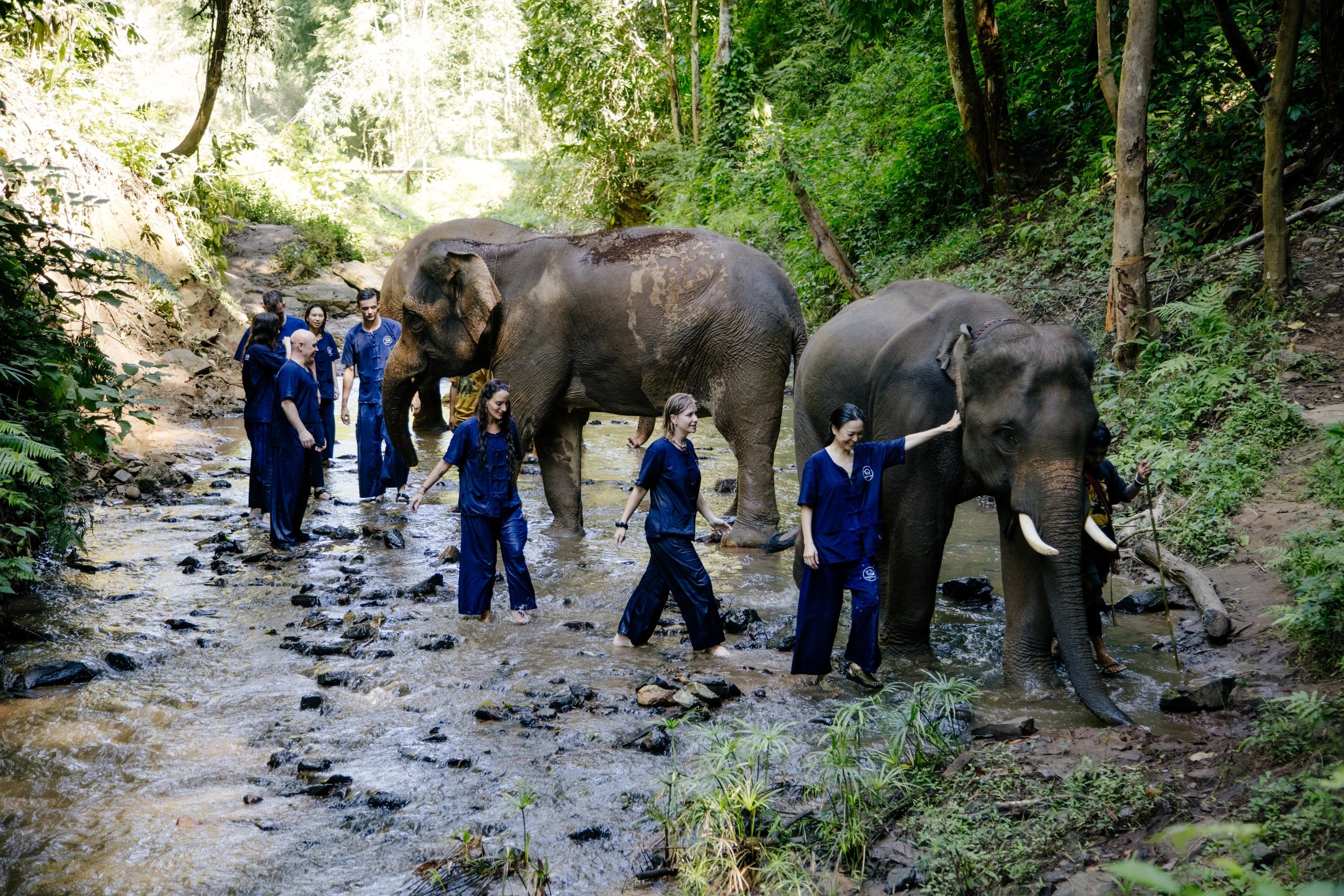 Volunteer with Elephants