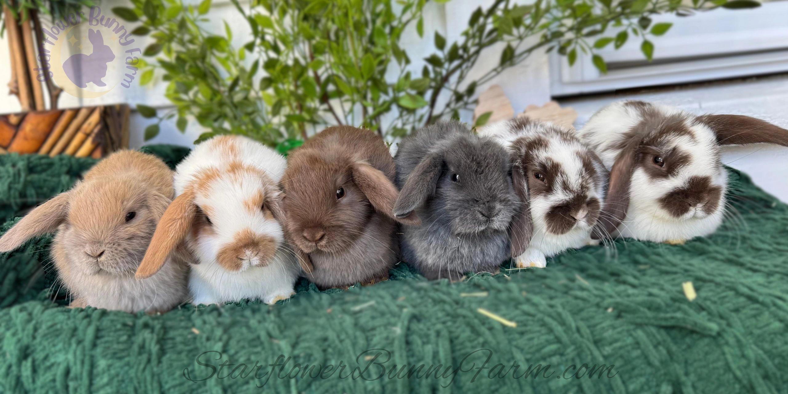 Luxury Bunny Breeder | Starflower Bunny Farm