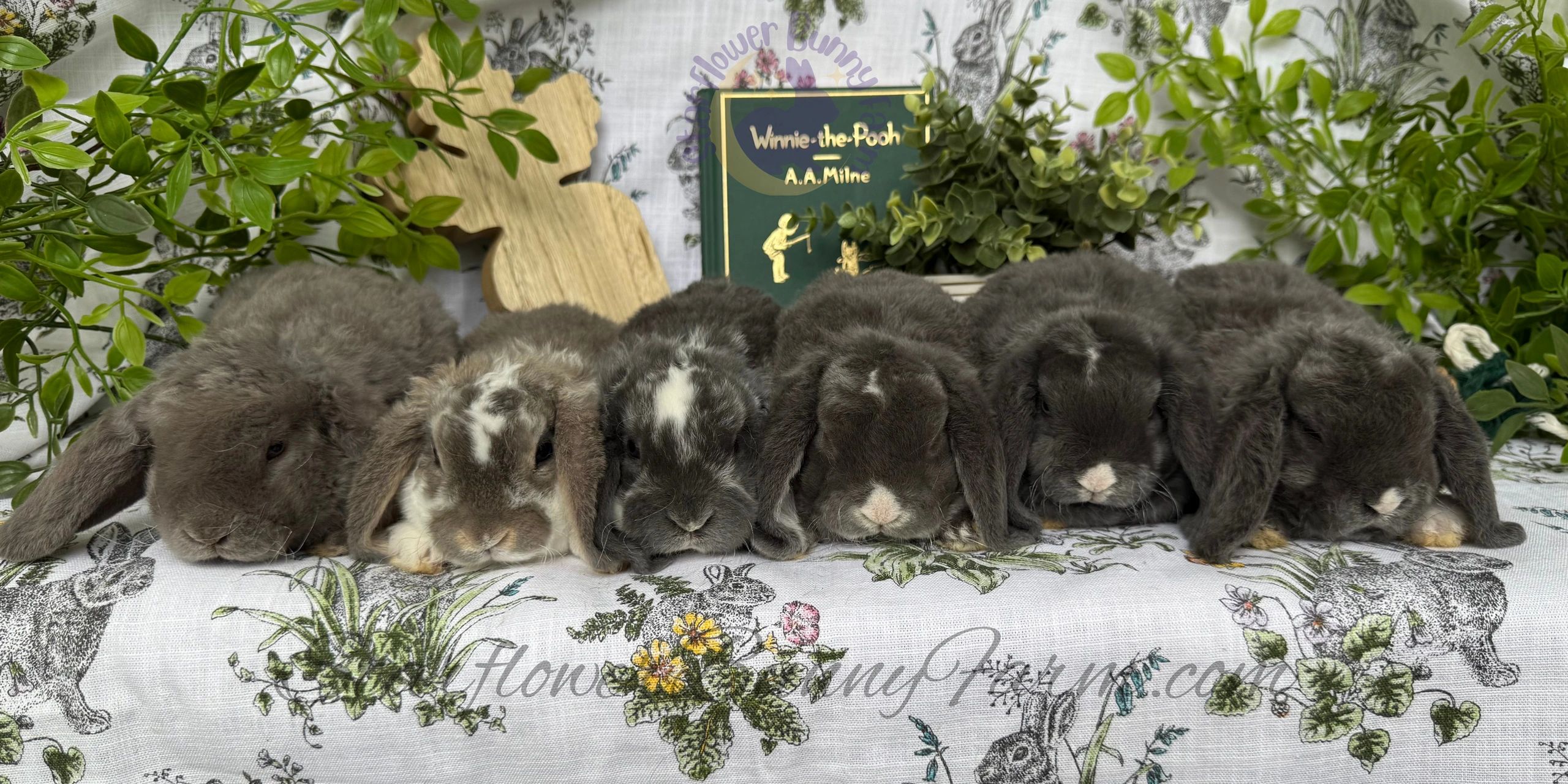 Starflower Bunny Farm - Pet Bunny, Rabbit, Bunnies