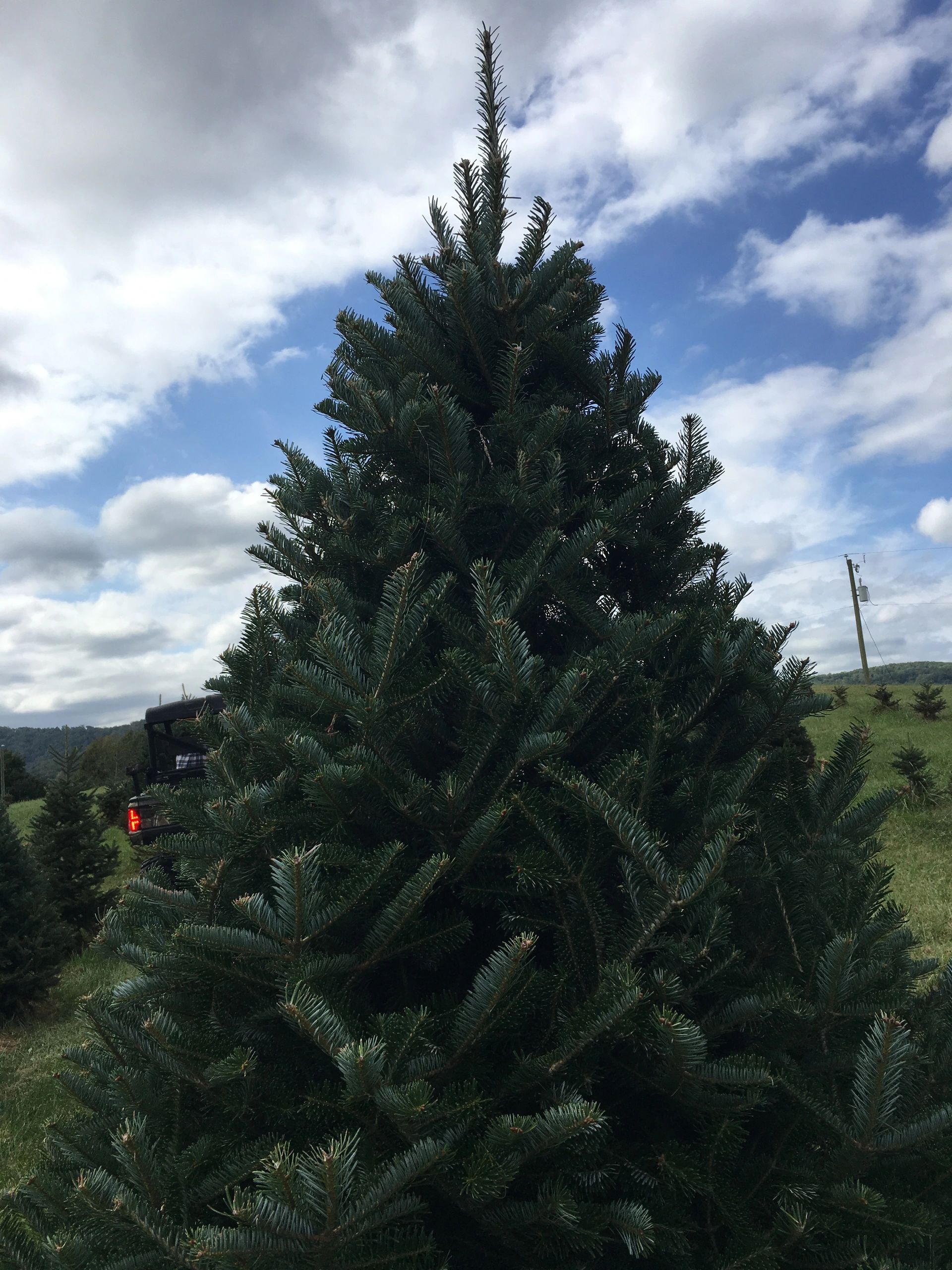 stribling christmas trees