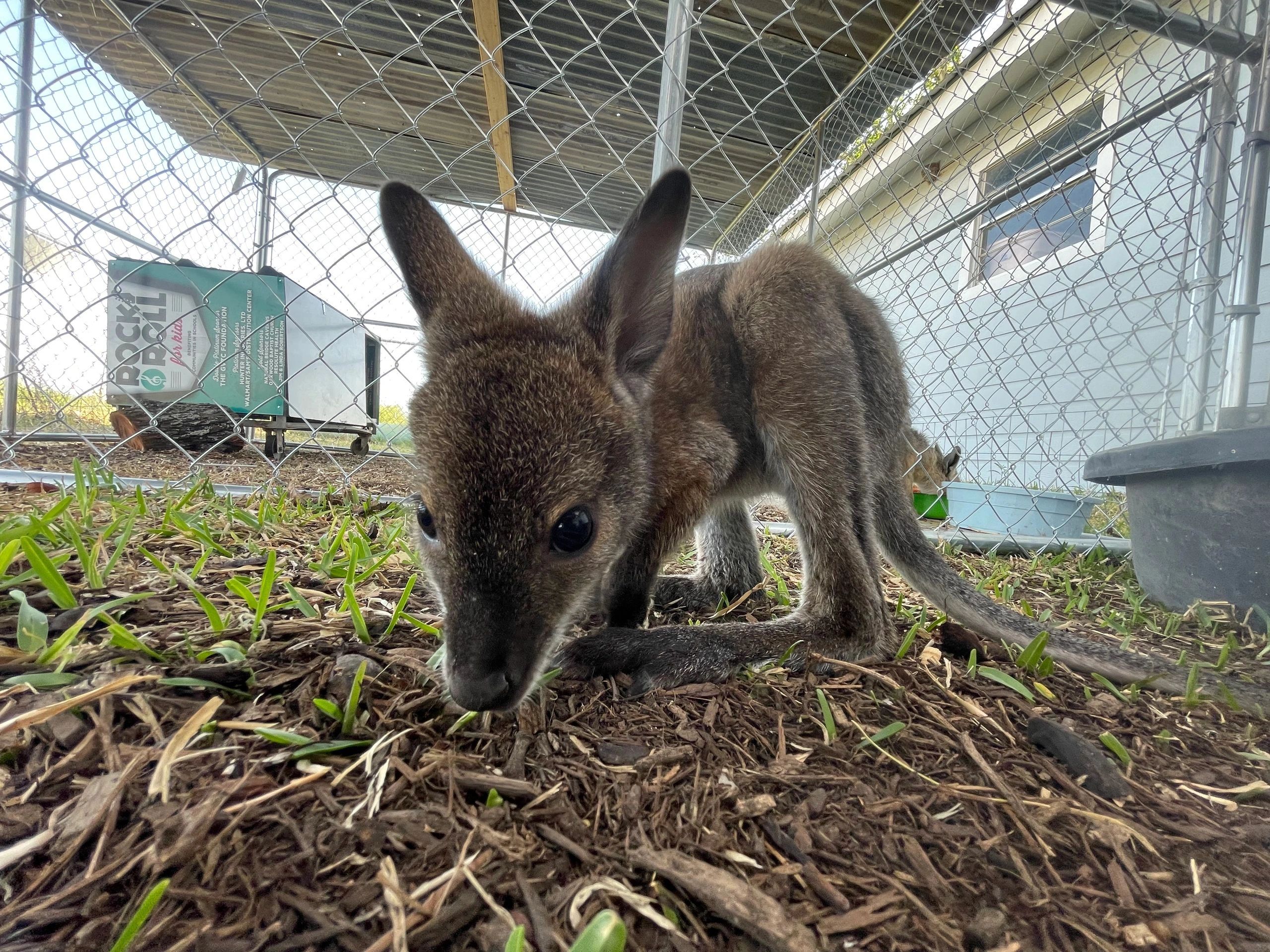 Home of the Wild Ranch - Exotic Animals, Petting Zoo, Breeder