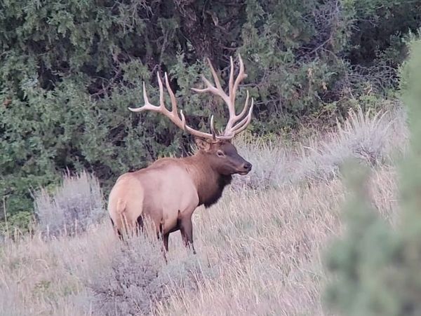 Home [theredironranch.com]