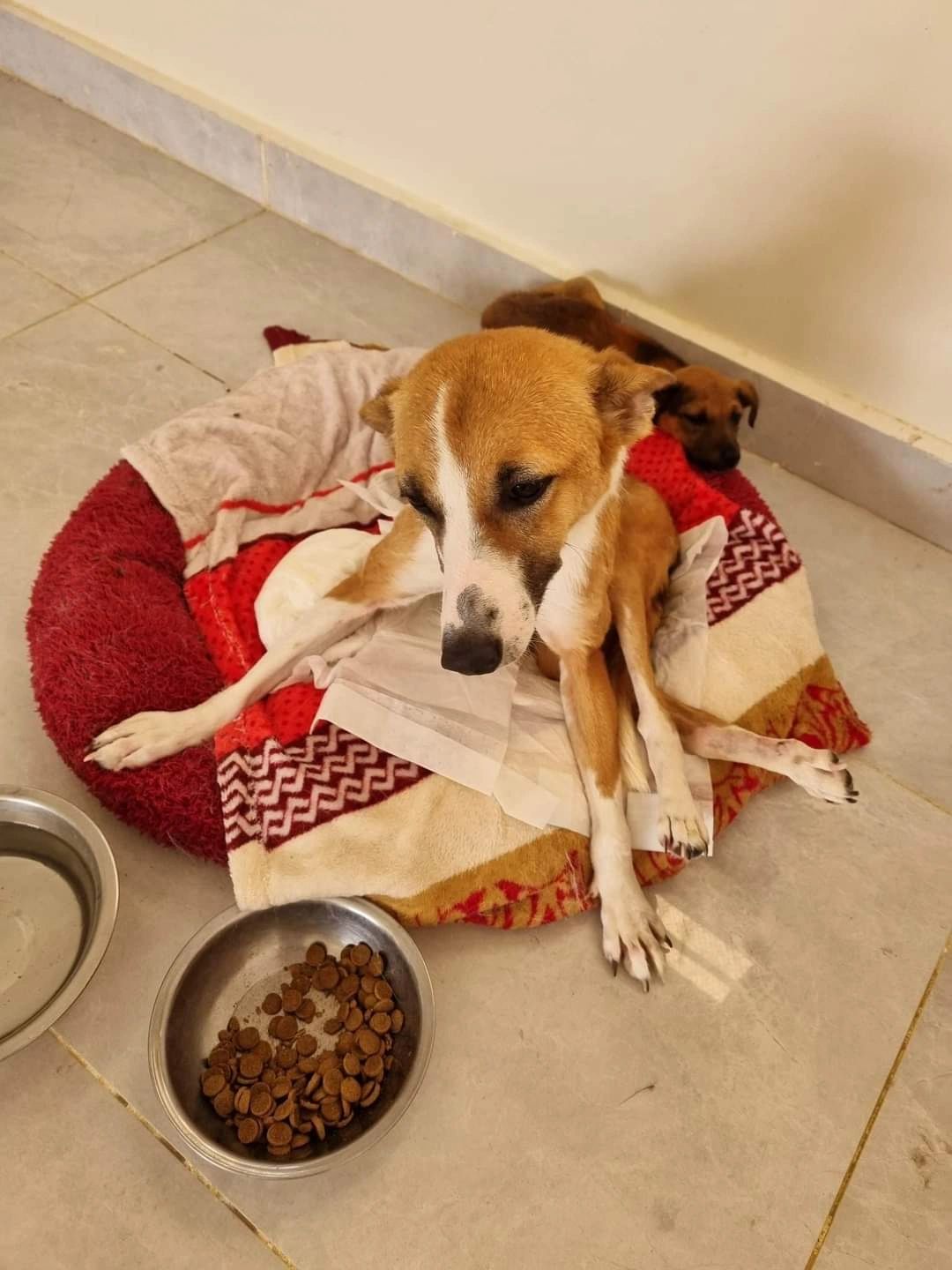 Egyptian Cat and Dog Rescue and Rehoming. - Lulu's Cairo Rescues