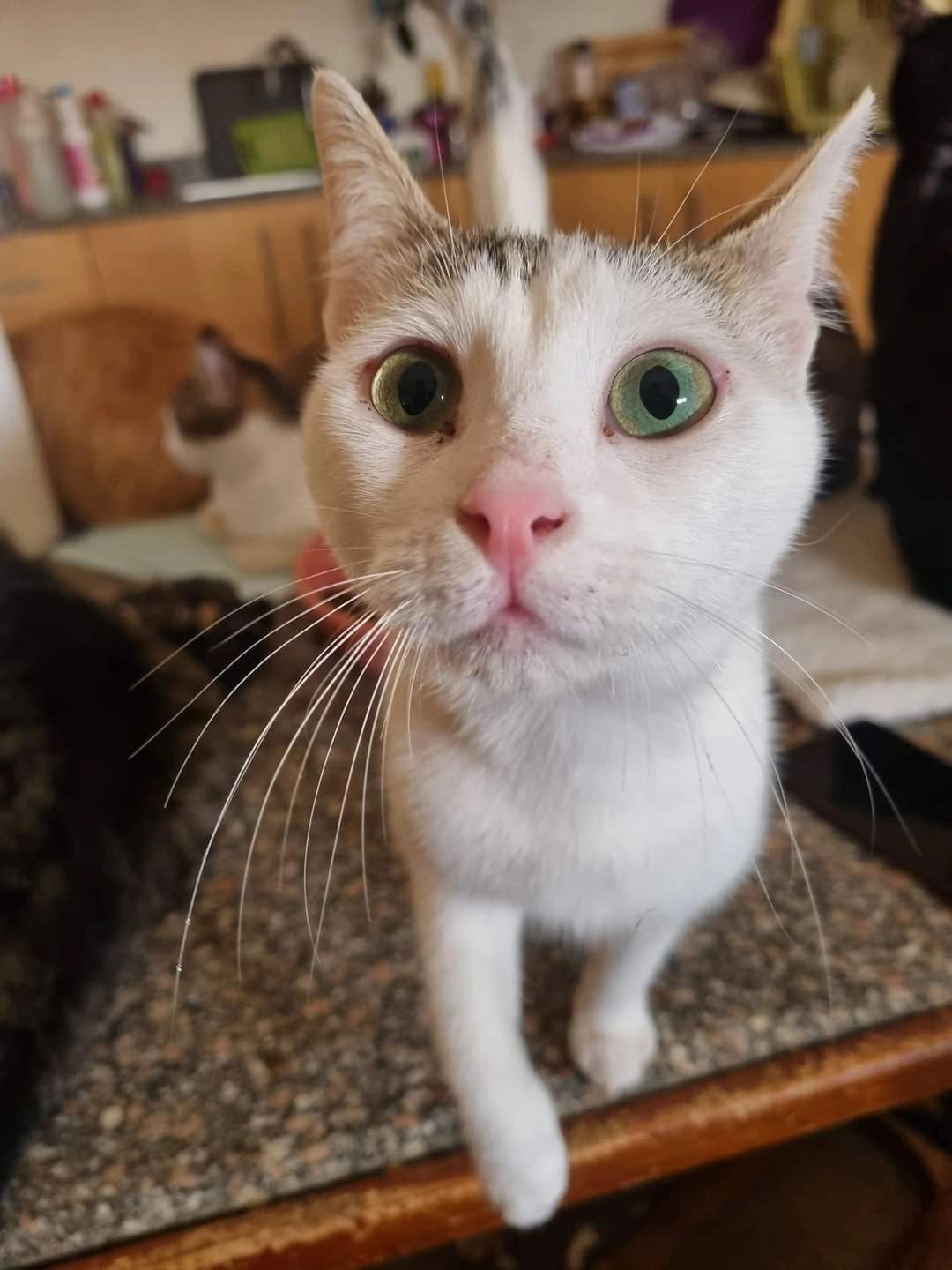 Egyptian Cat and Dog Rescue and Rehoming. - Lulu's Cairo Rescues