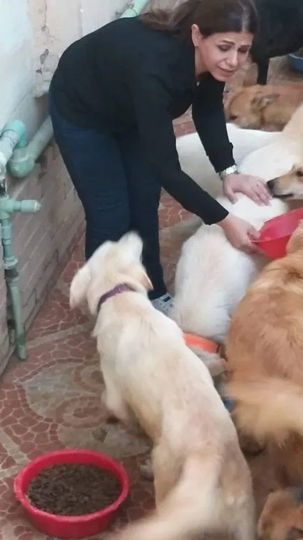 Egyptian Cat and Dog Rescue and Rehoming. - Lulu's Cairo Rescues