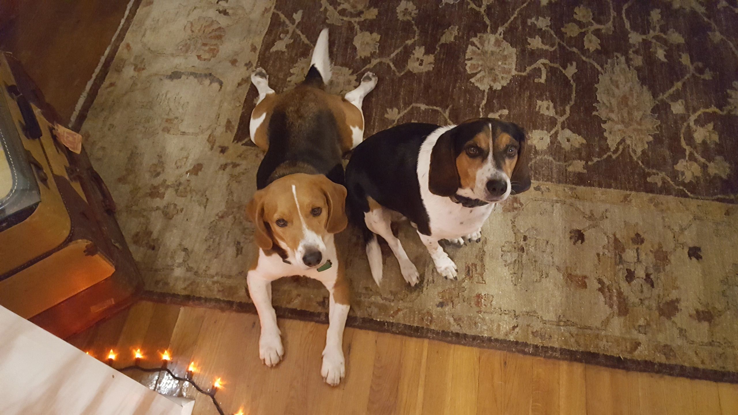 Dog Walking - Two Good Pups