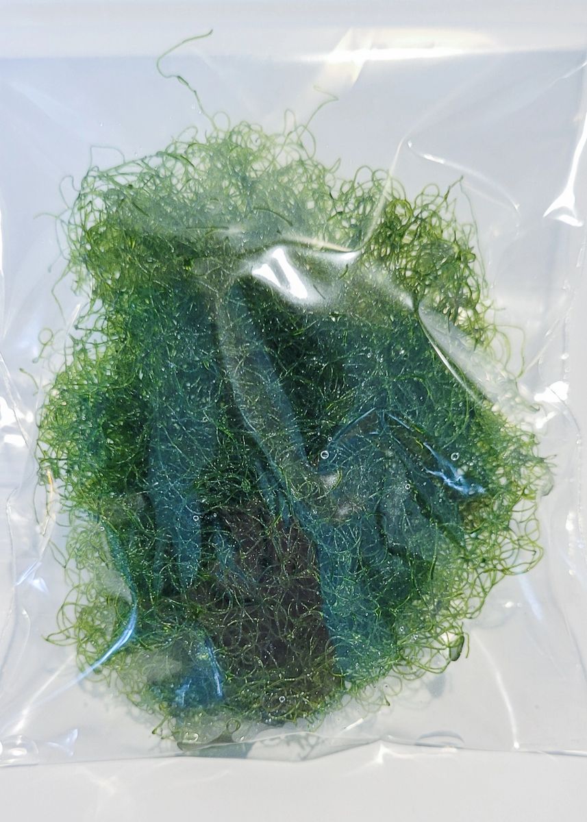 Live Chaeto - Tennis Ball