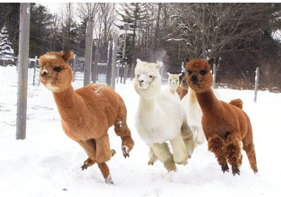 Why Wear Alpaca Clothing | Maine Alpaca Experience