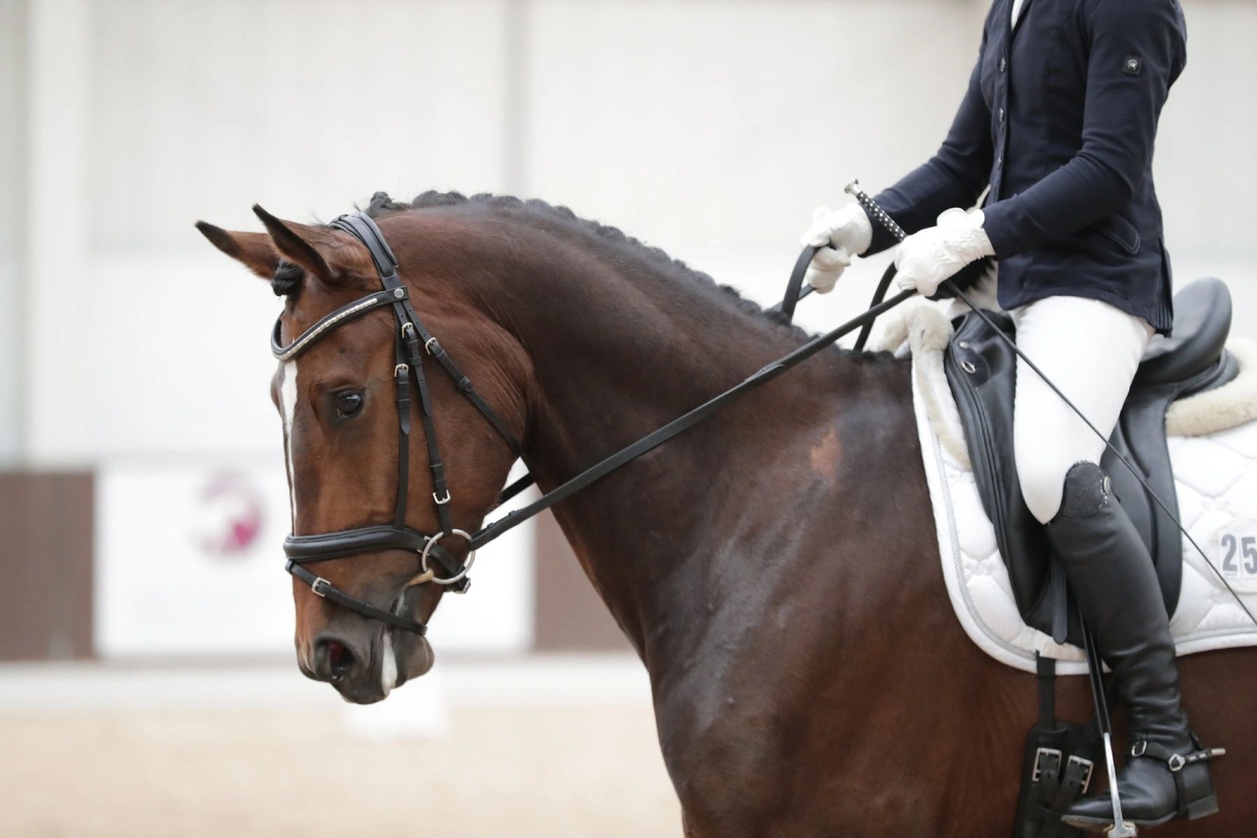 Dressage by Kim Zimich