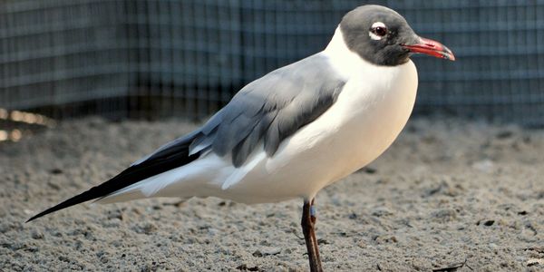 Meet Our Birds | Seaside Seabird Sanctuary