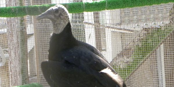 Meet Our Birds | Seaside Seabird Sanctuary