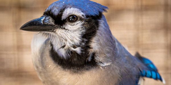 Meet Our Birds | Seaside Seabird Sanctuary