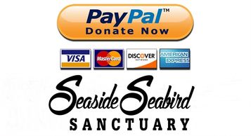 Donate | Seaside Seabird Sanctuary