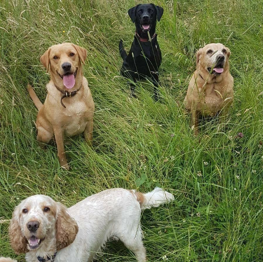 Helping Hands Dog Services - Home