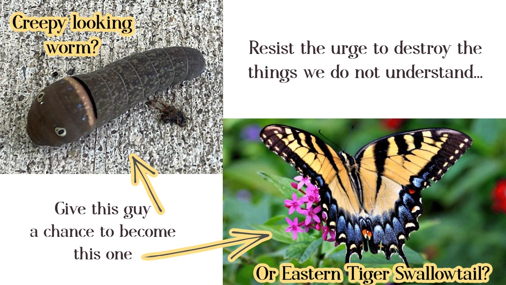 Understanding the Male-Female Spectrum