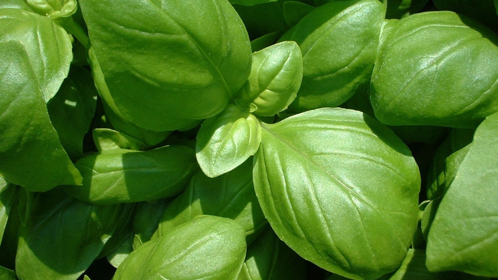 Unlocking the Magic of Basil: Love, Prosperity, and Protection