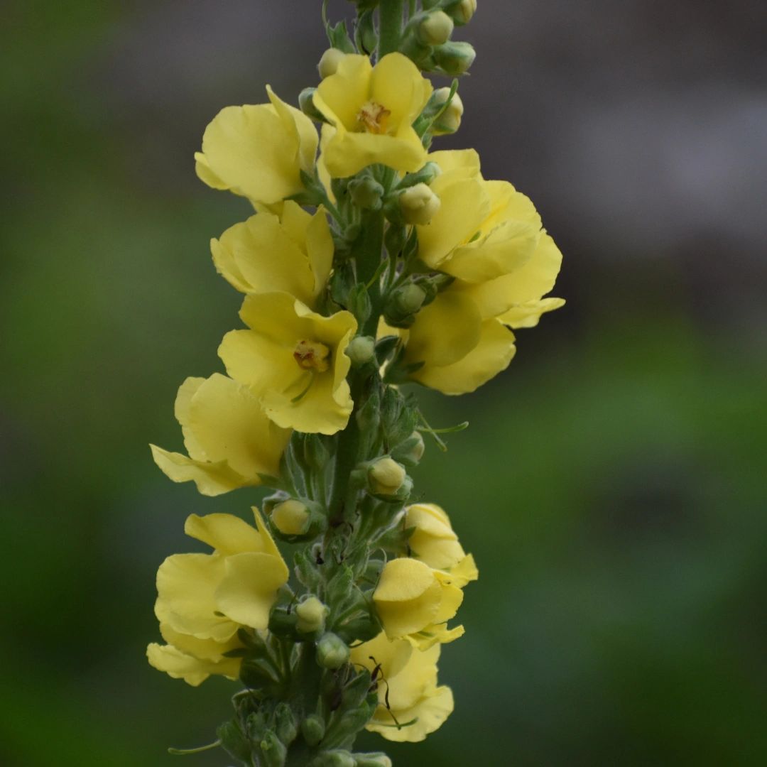 Mullein: Herbal Uses, Spiritual Benefits, and Ritual Applications