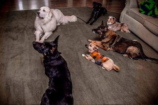 Creekside Den Dog Training