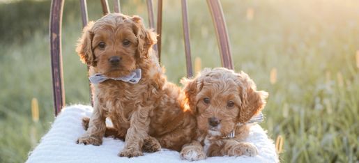 Golden Valley Puppies - Cavapoo Puppies for Sale, Cavapoo, Cavapoo Breeders