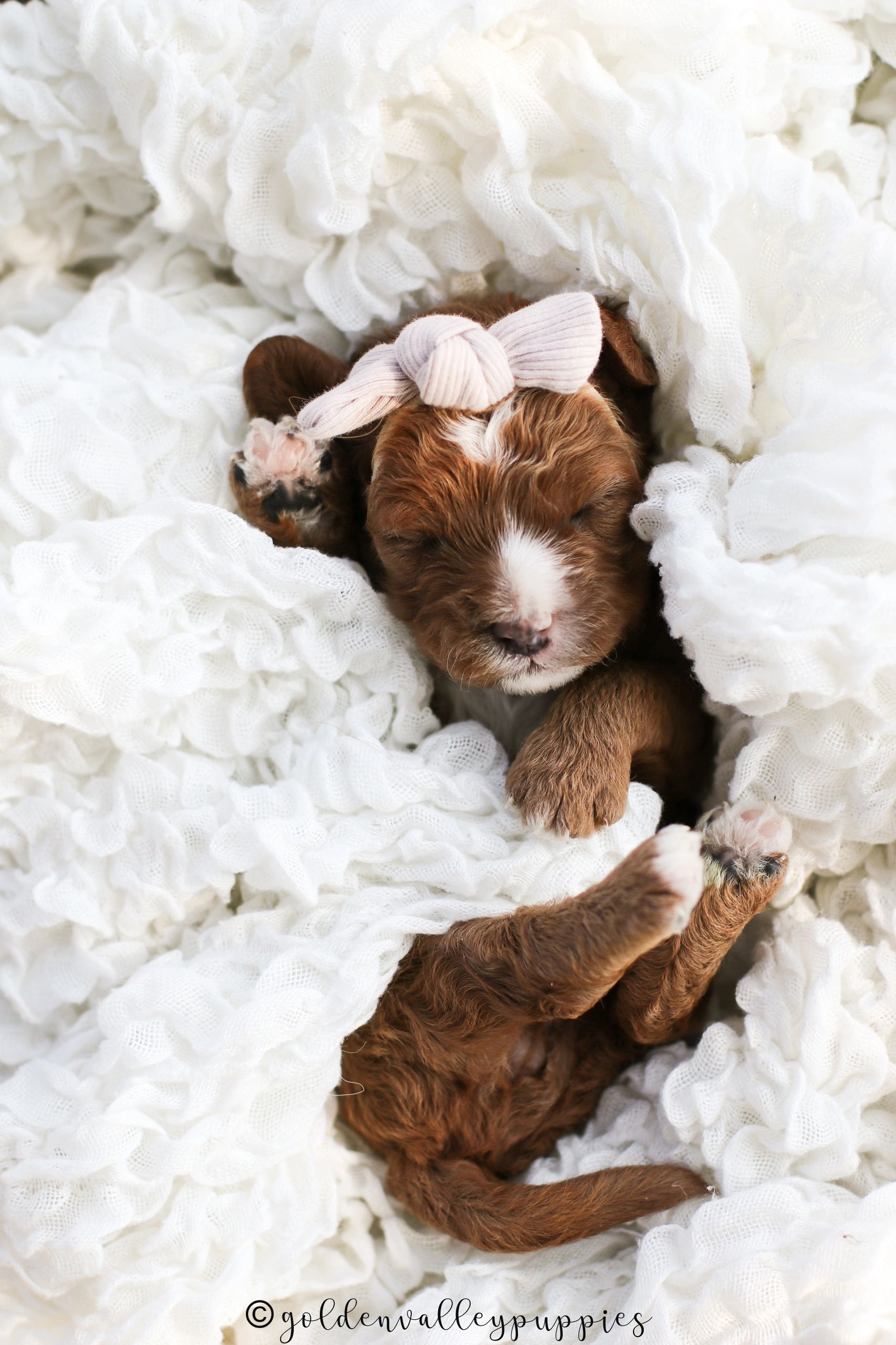 Cavapoo Rubis Ruby's Cavapoo Puppies