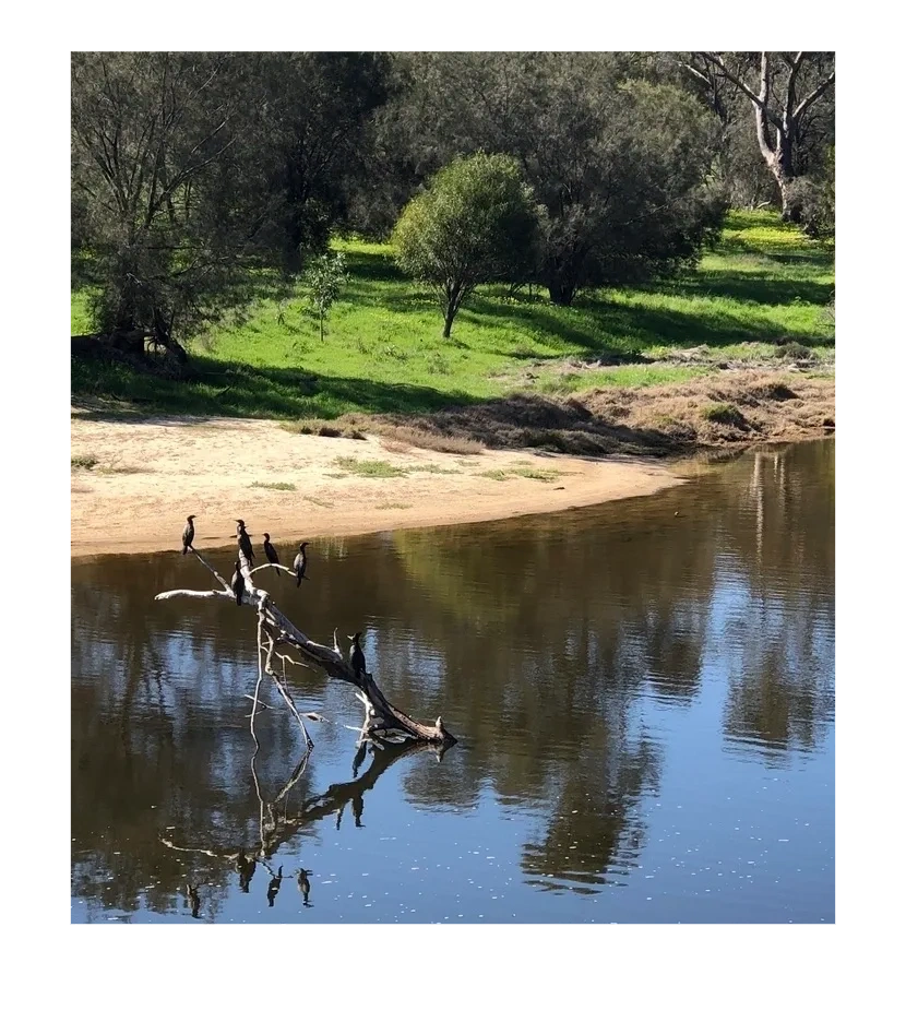Noongar Trail | Noongar Kaartdijin Aboriginal Corporation