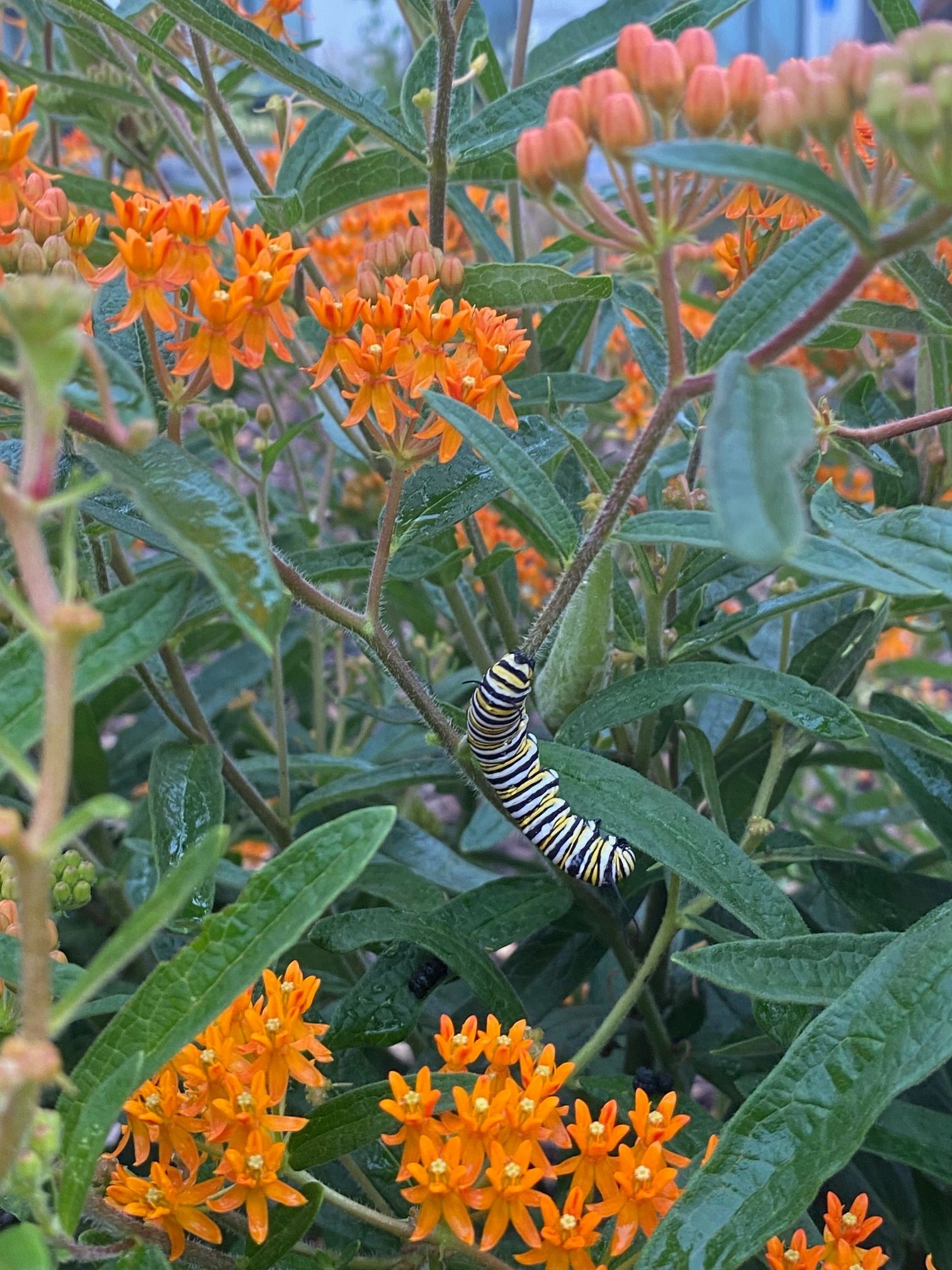 HOME [mo-native.com]