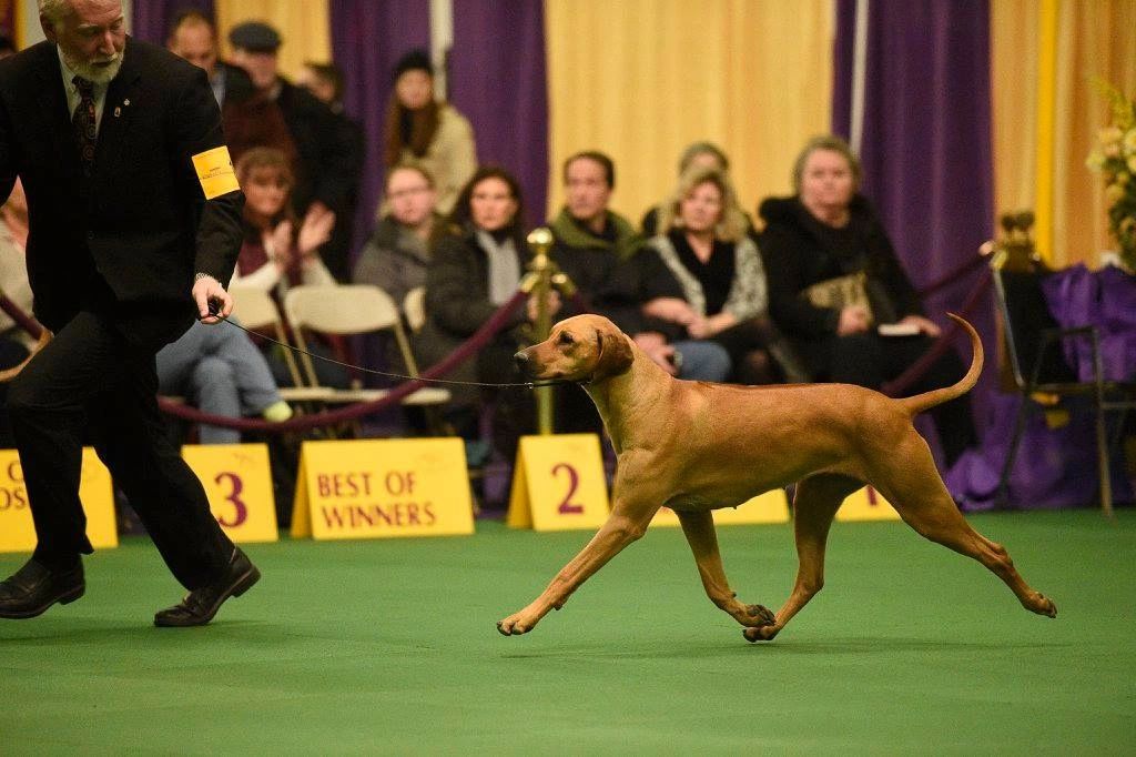Celtic Lore Ridgebacks