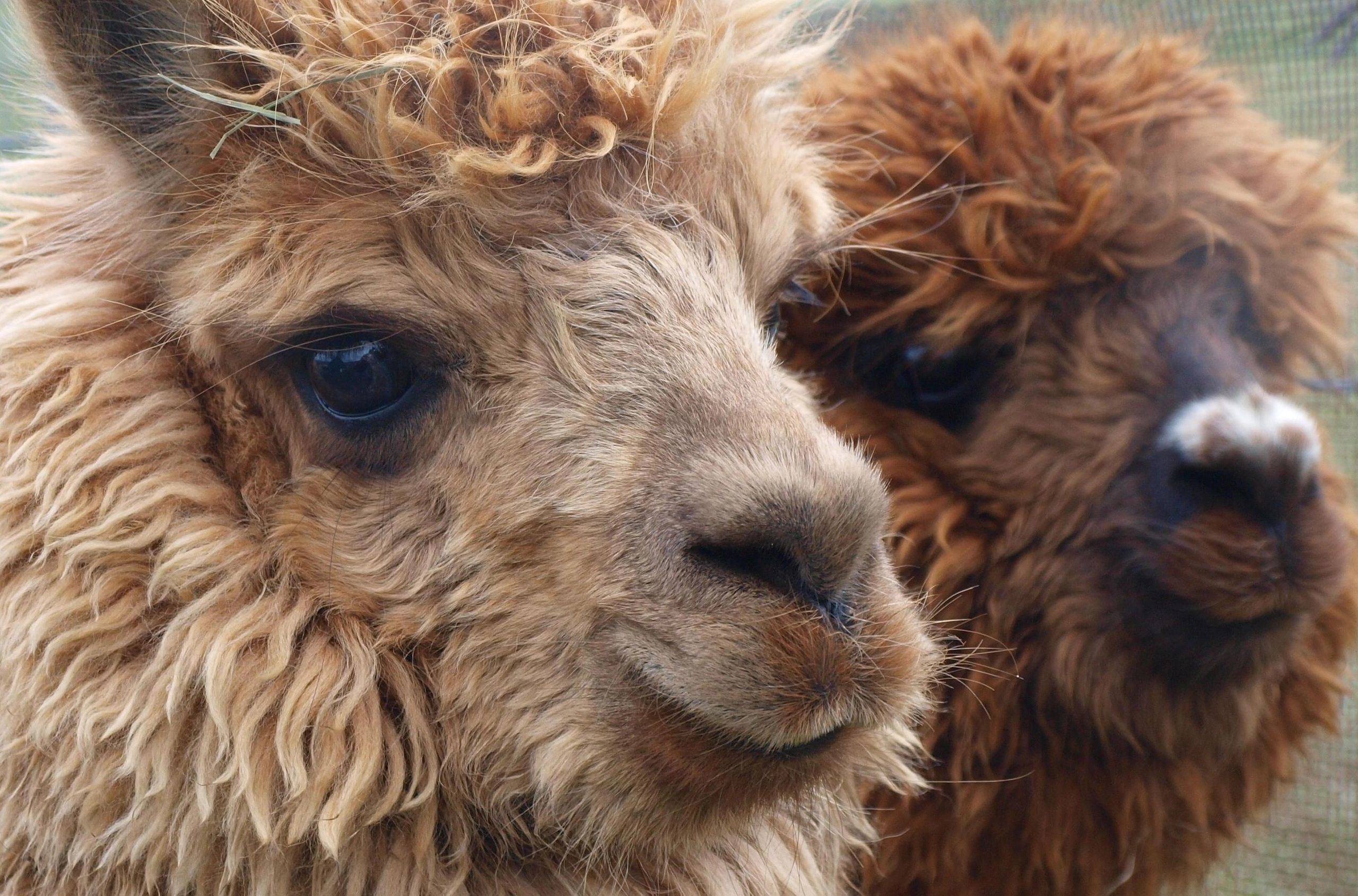 Shop Alpaca Items at Big Horn Mountain Alpacas