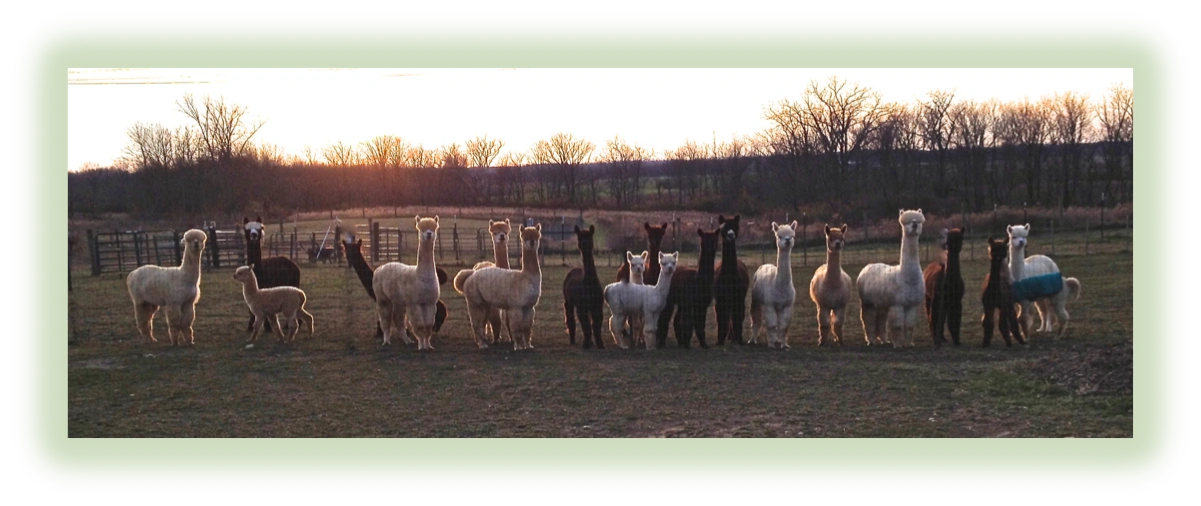 Alpaca Green - Alpacas, Online Store, Knitting