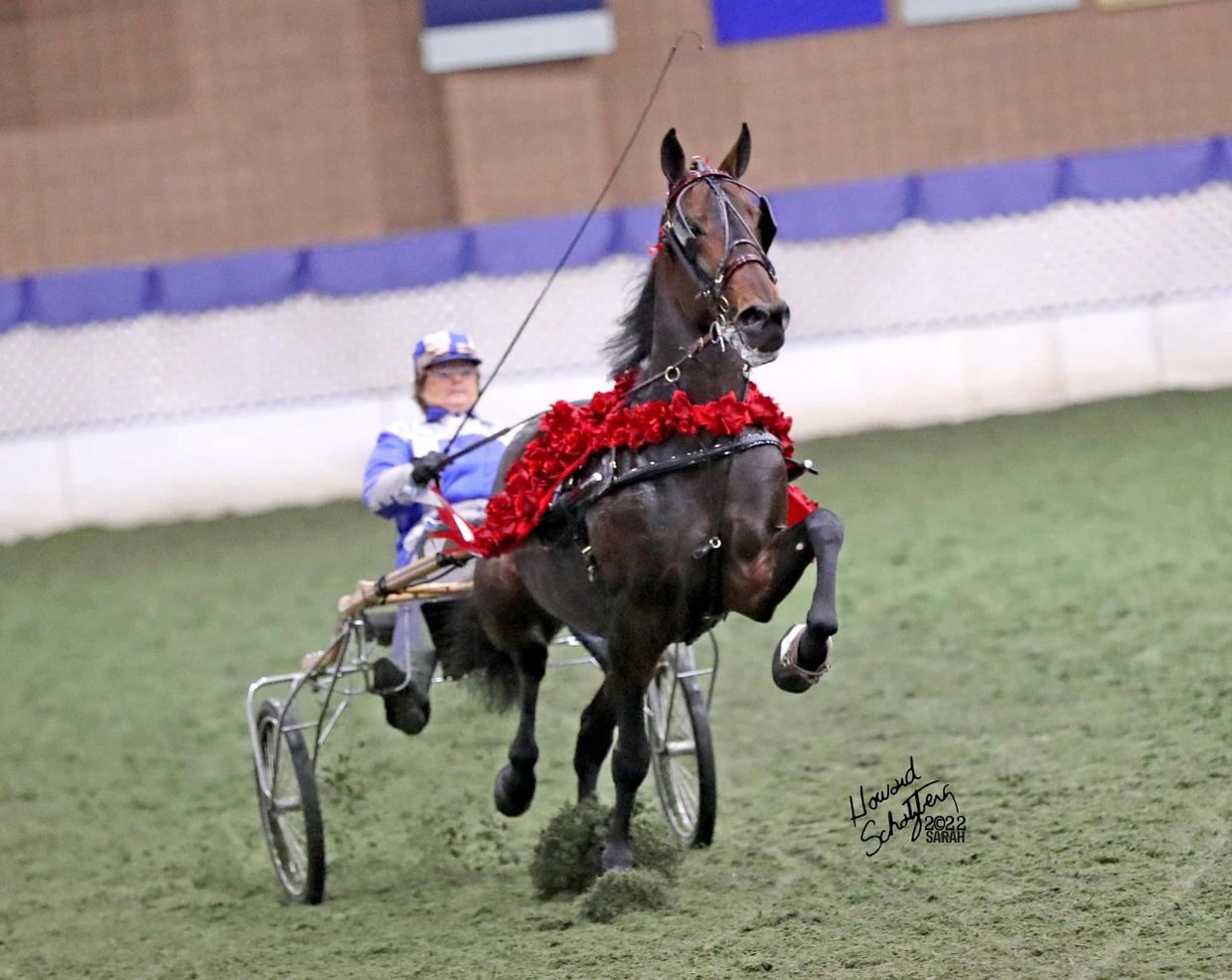 STANDARDBRED ROADSTER 100