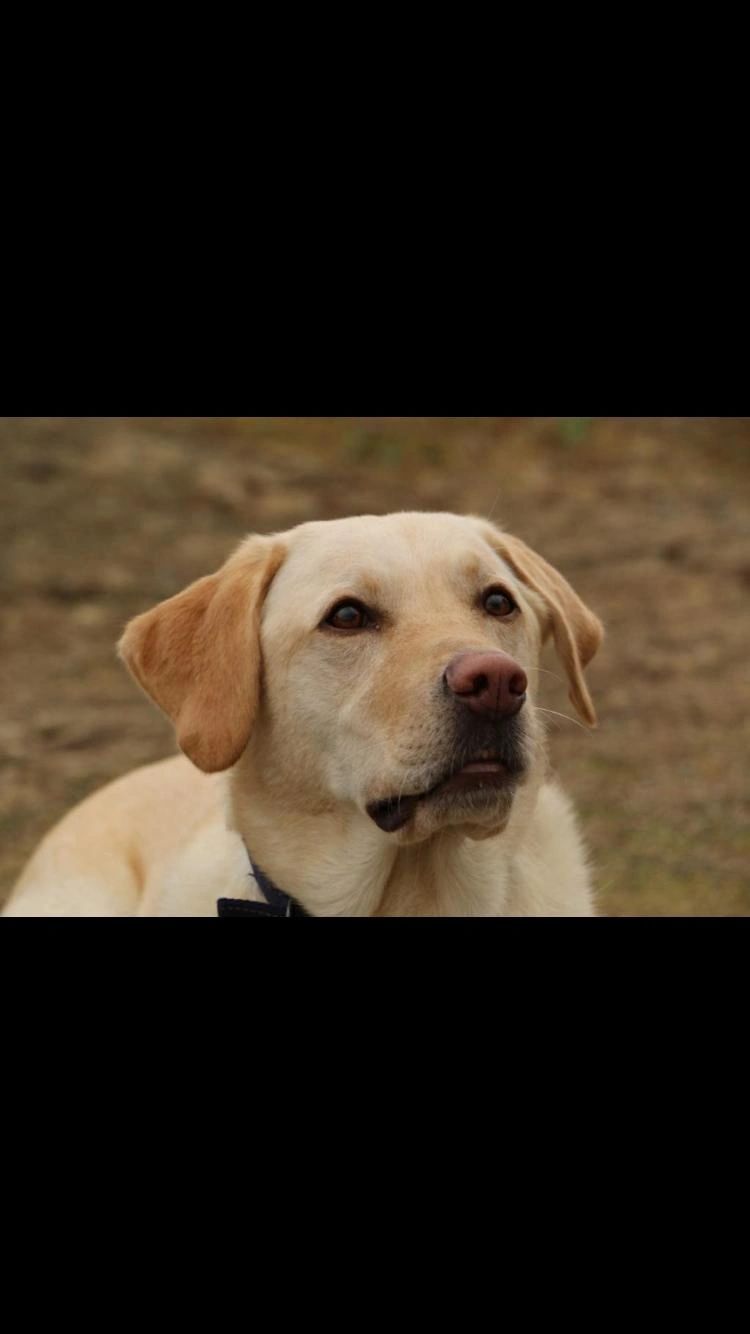 Mucky Pups - Dog Home Boarding, Doggy Daycare, Dog Services