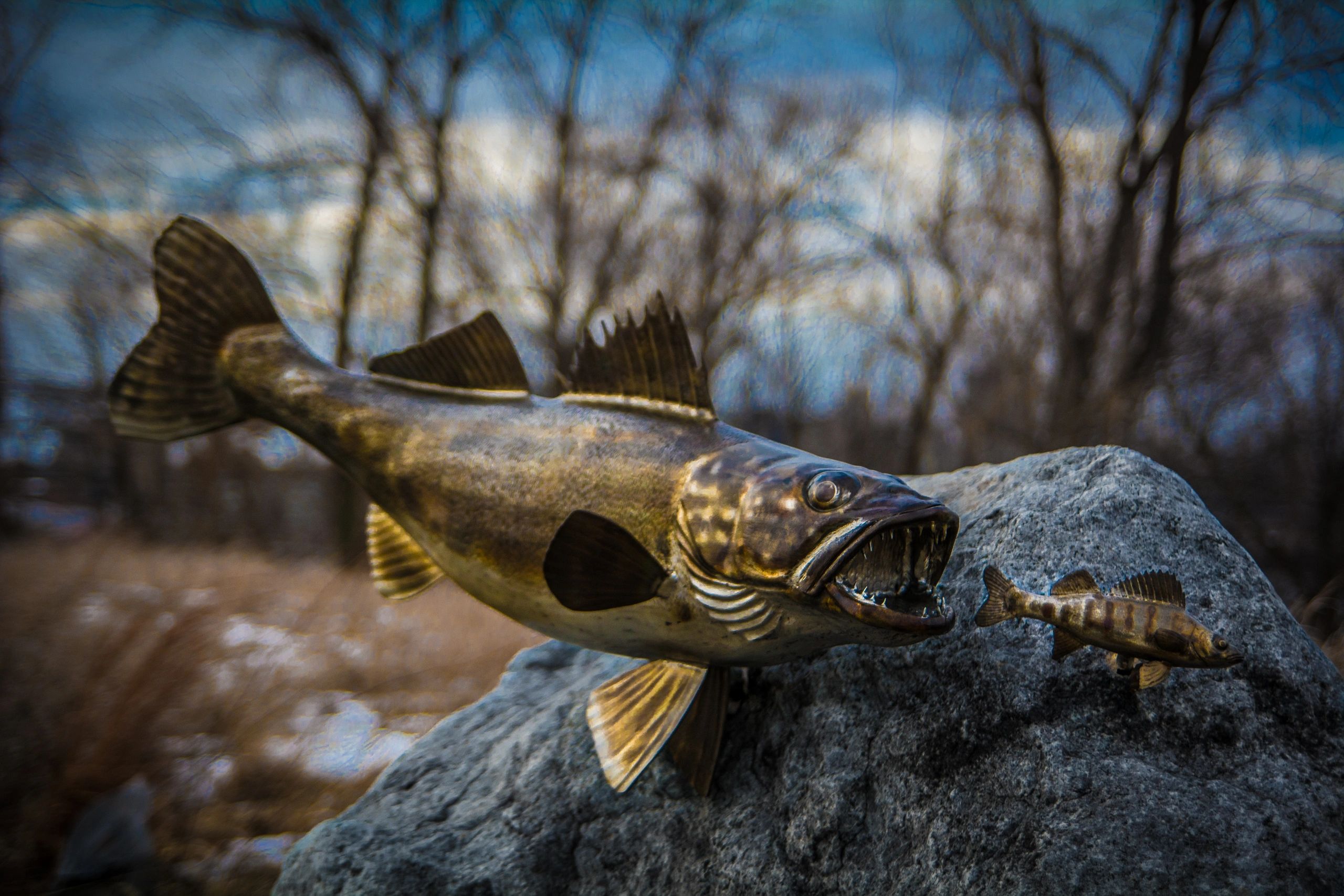 Walleye Wallpaper Background