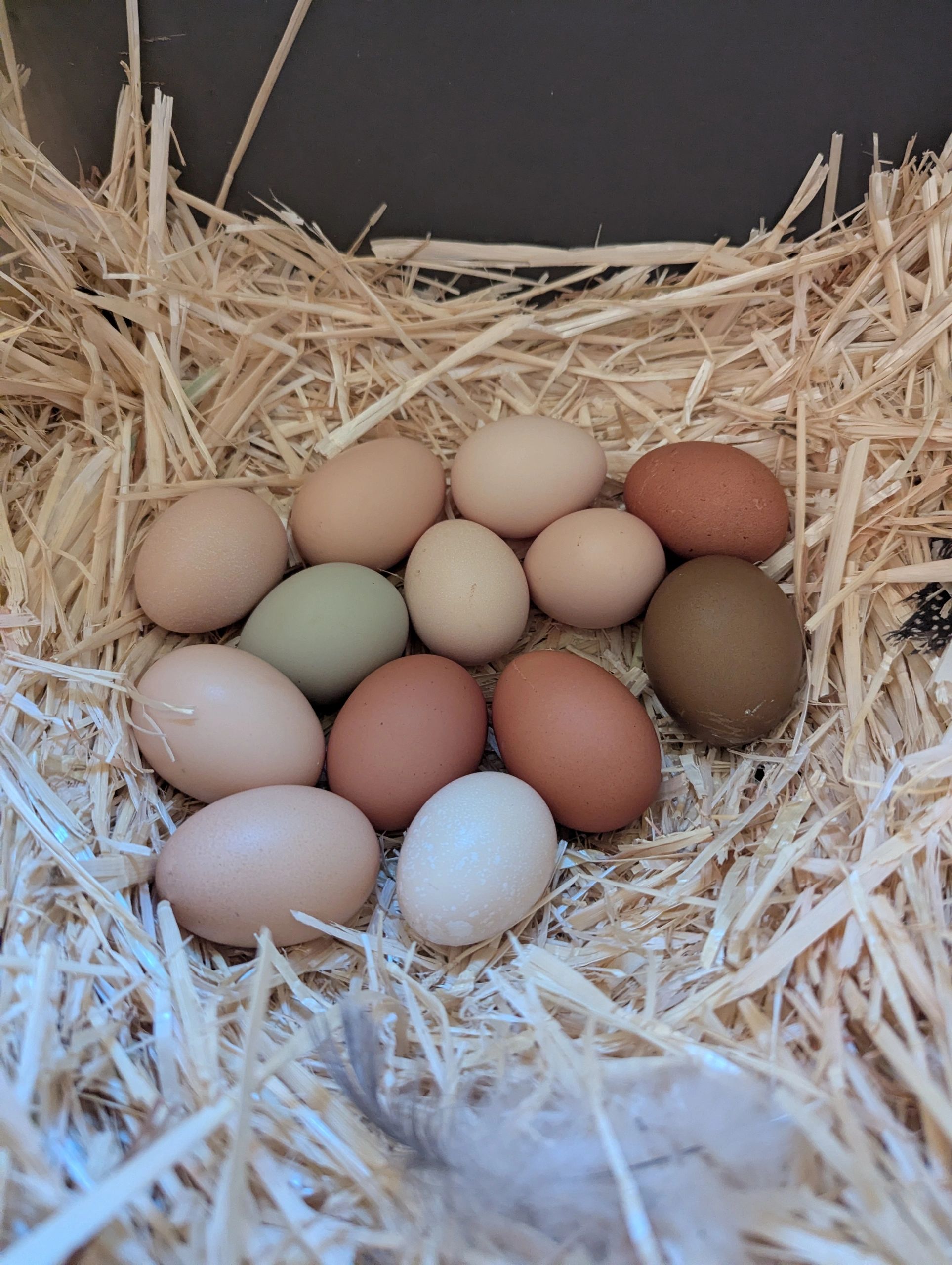 Egg and Chick Price List