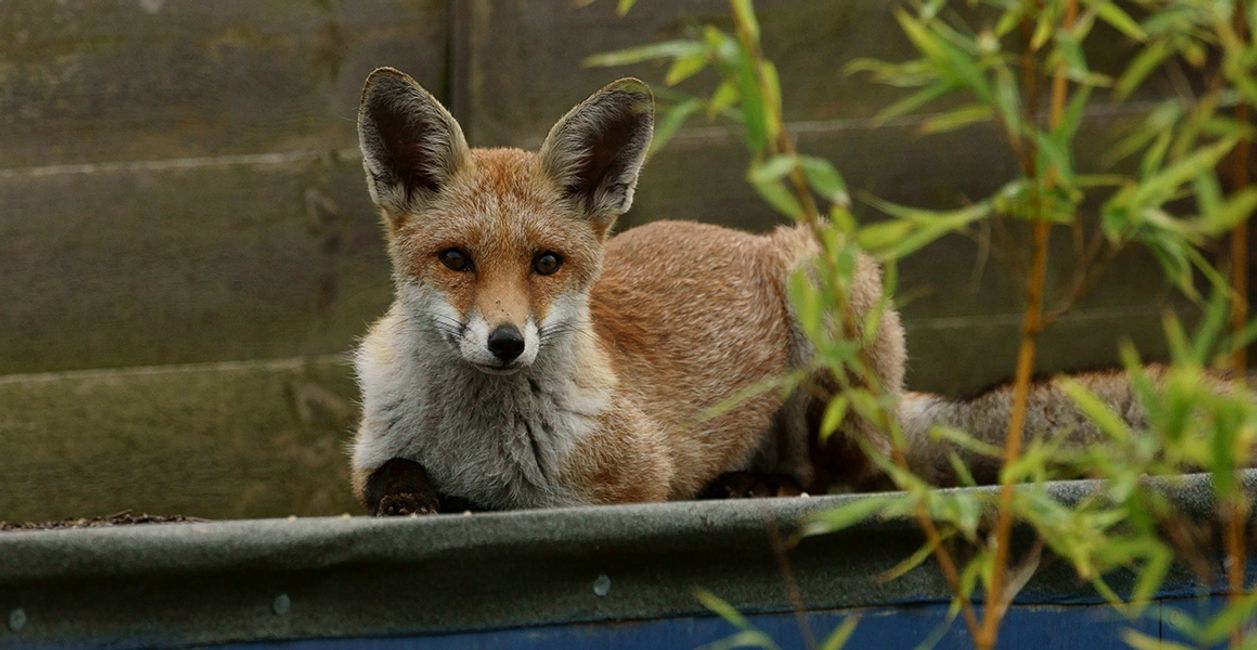Fox Control | Pest Link