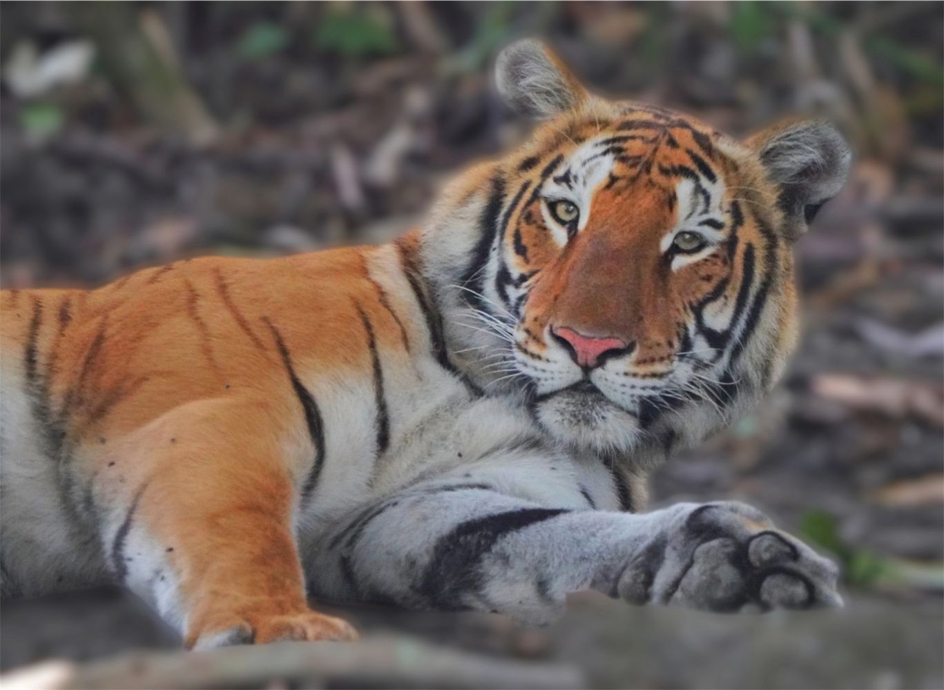 Assam Wildlife Safari