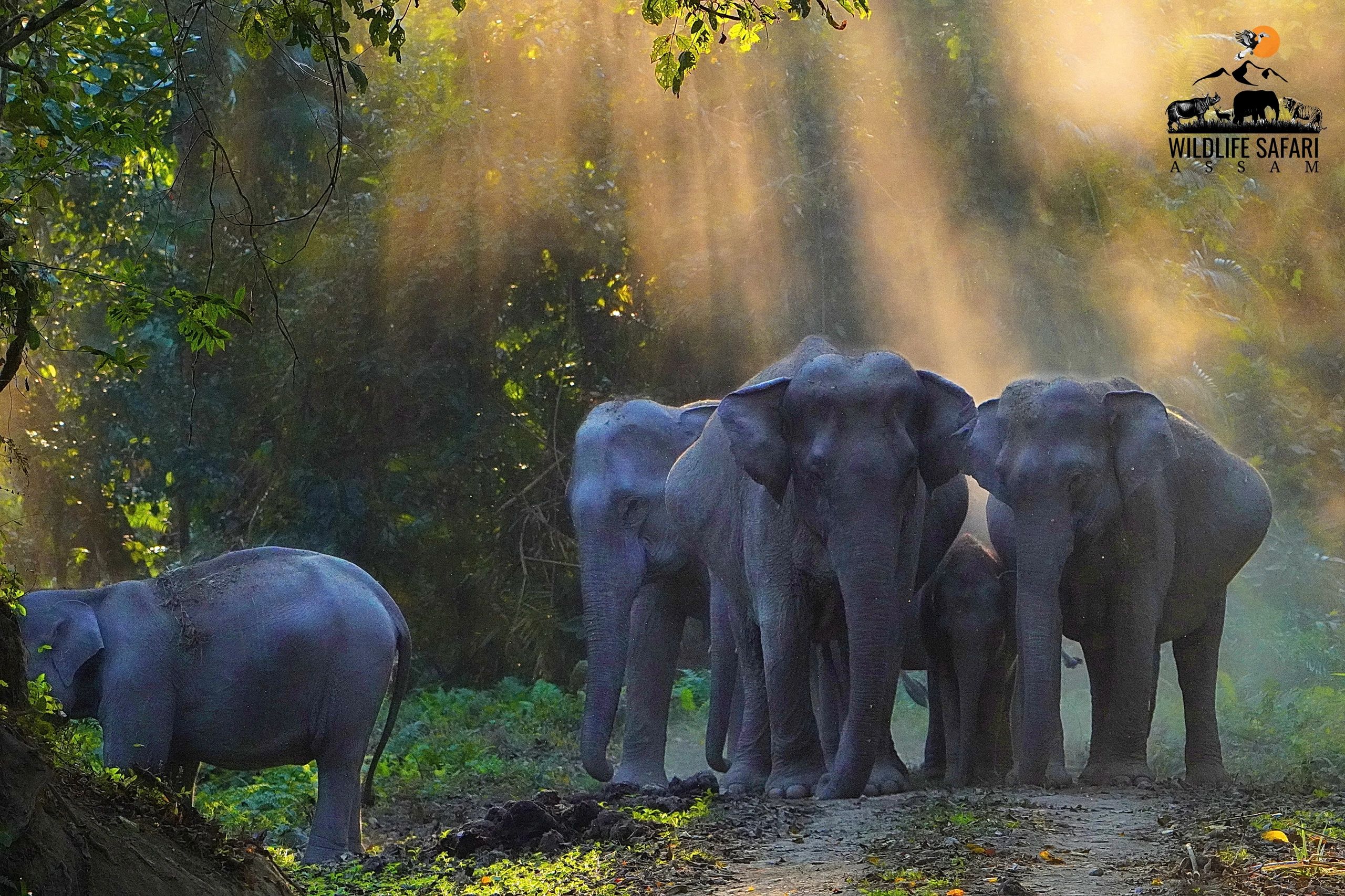Assam Wildlife Safari