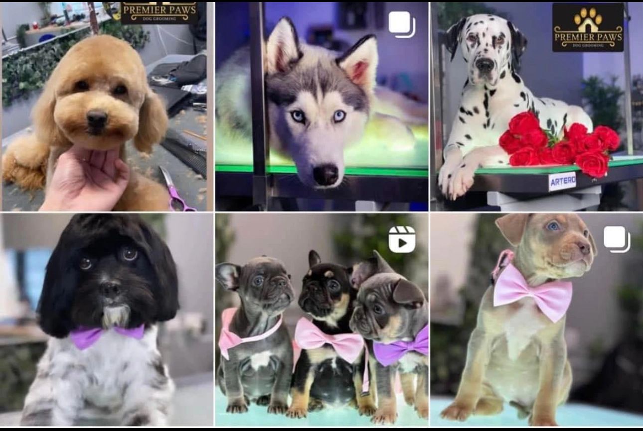 Premier Paws Dog Grooming