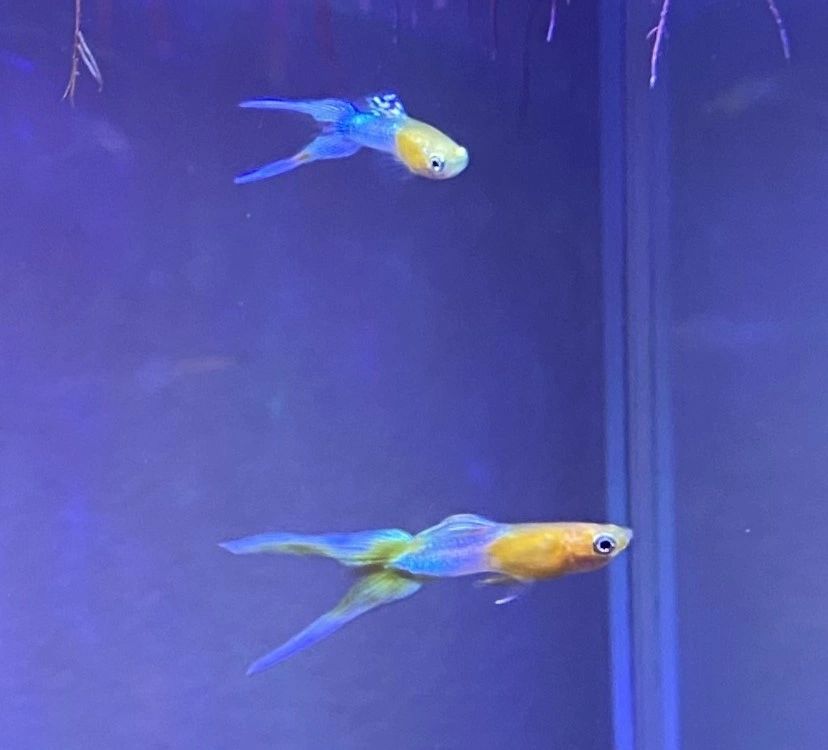 TRIO Japan Blue & Gold Double Swordtail Guppy