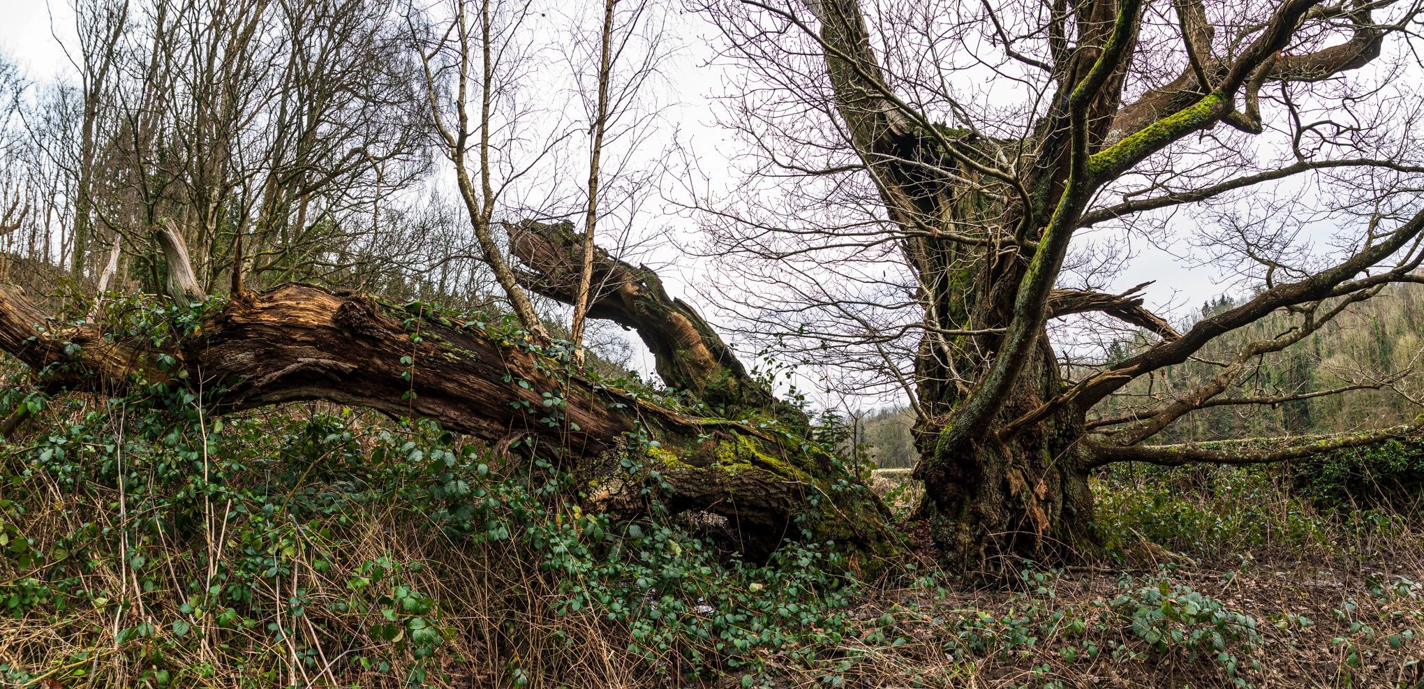 Woodland Photography