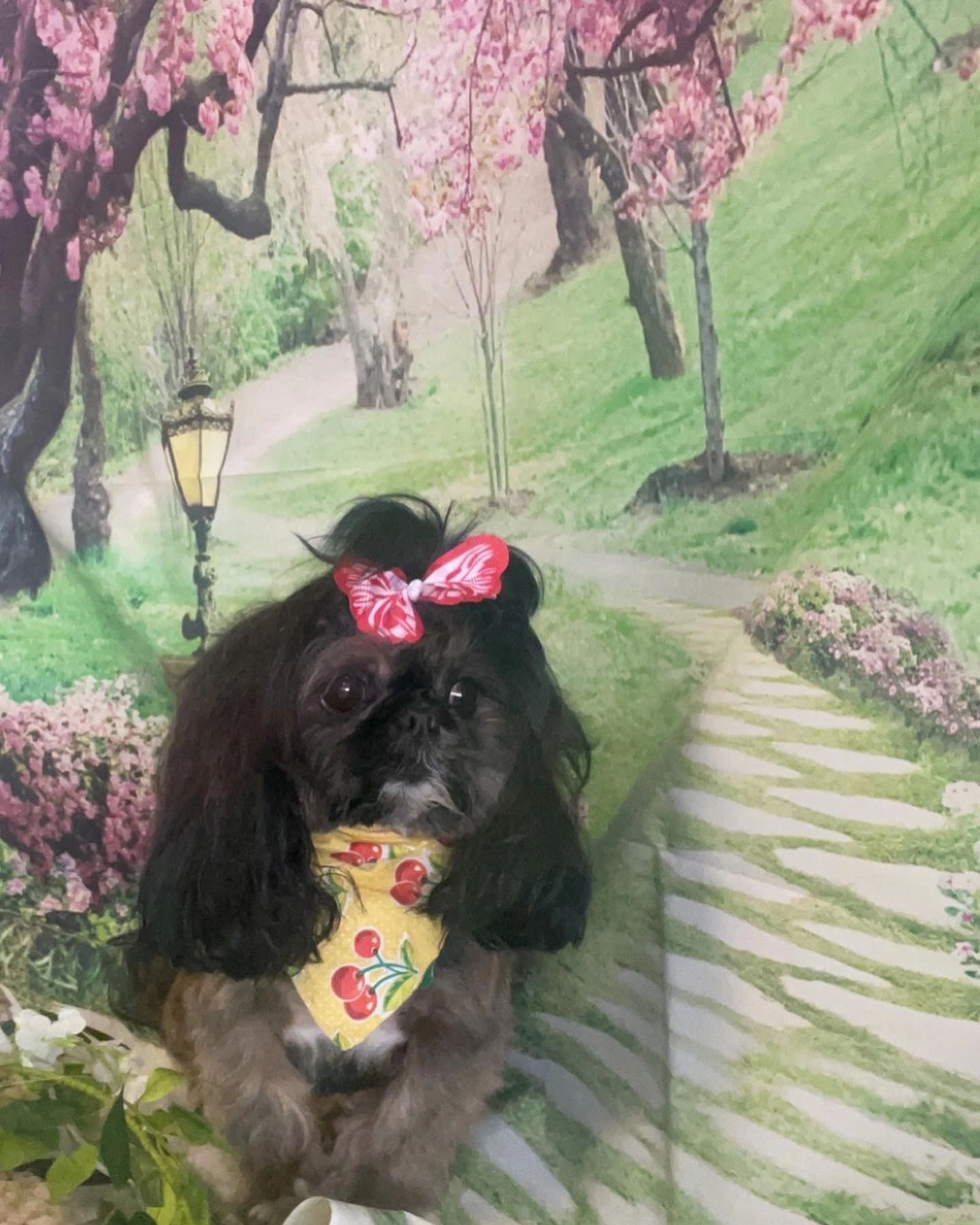 Glam Pet Groom - Dog Grooming, Dog Bather