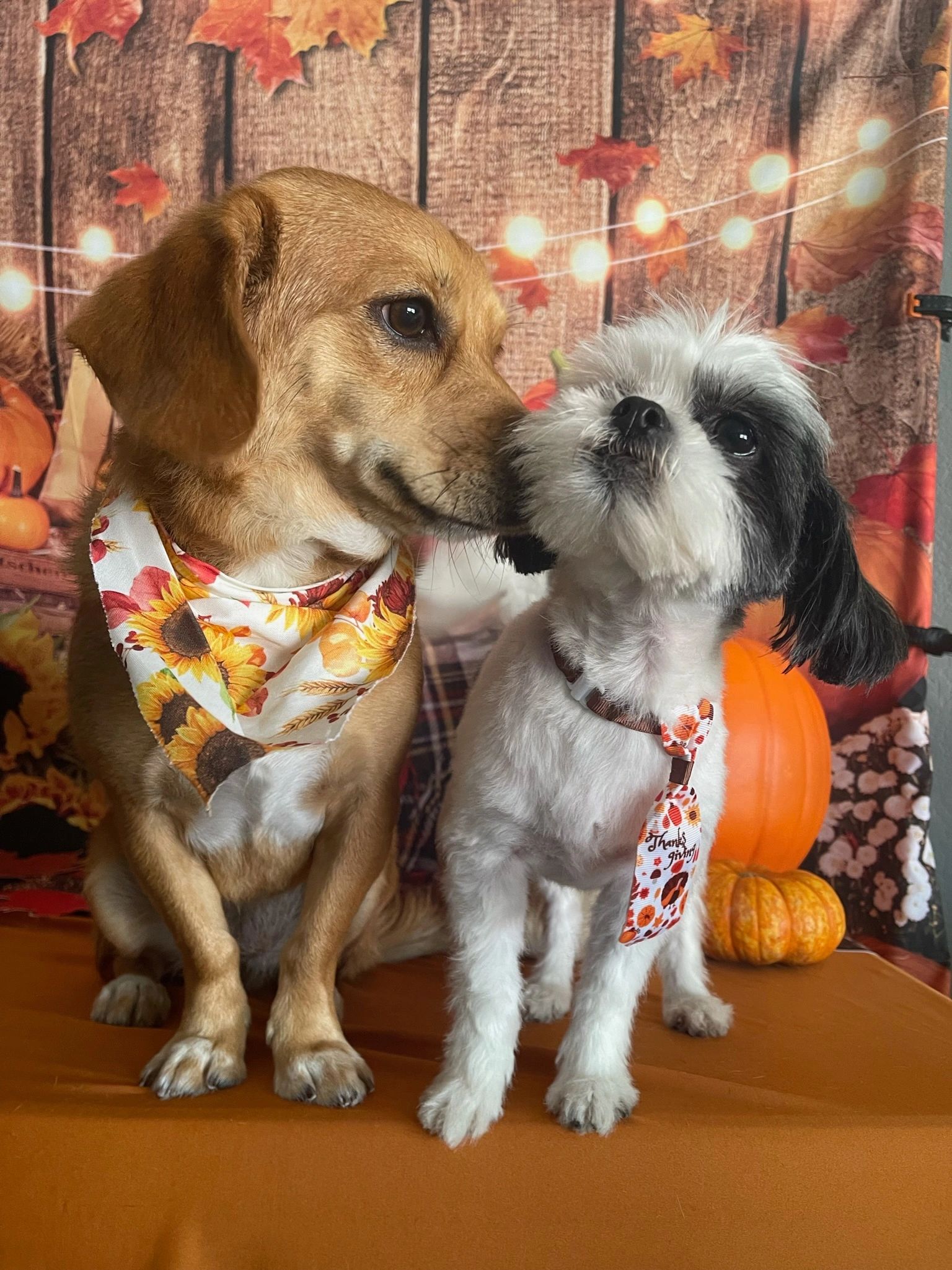 FULL GROOMING PACKAGE