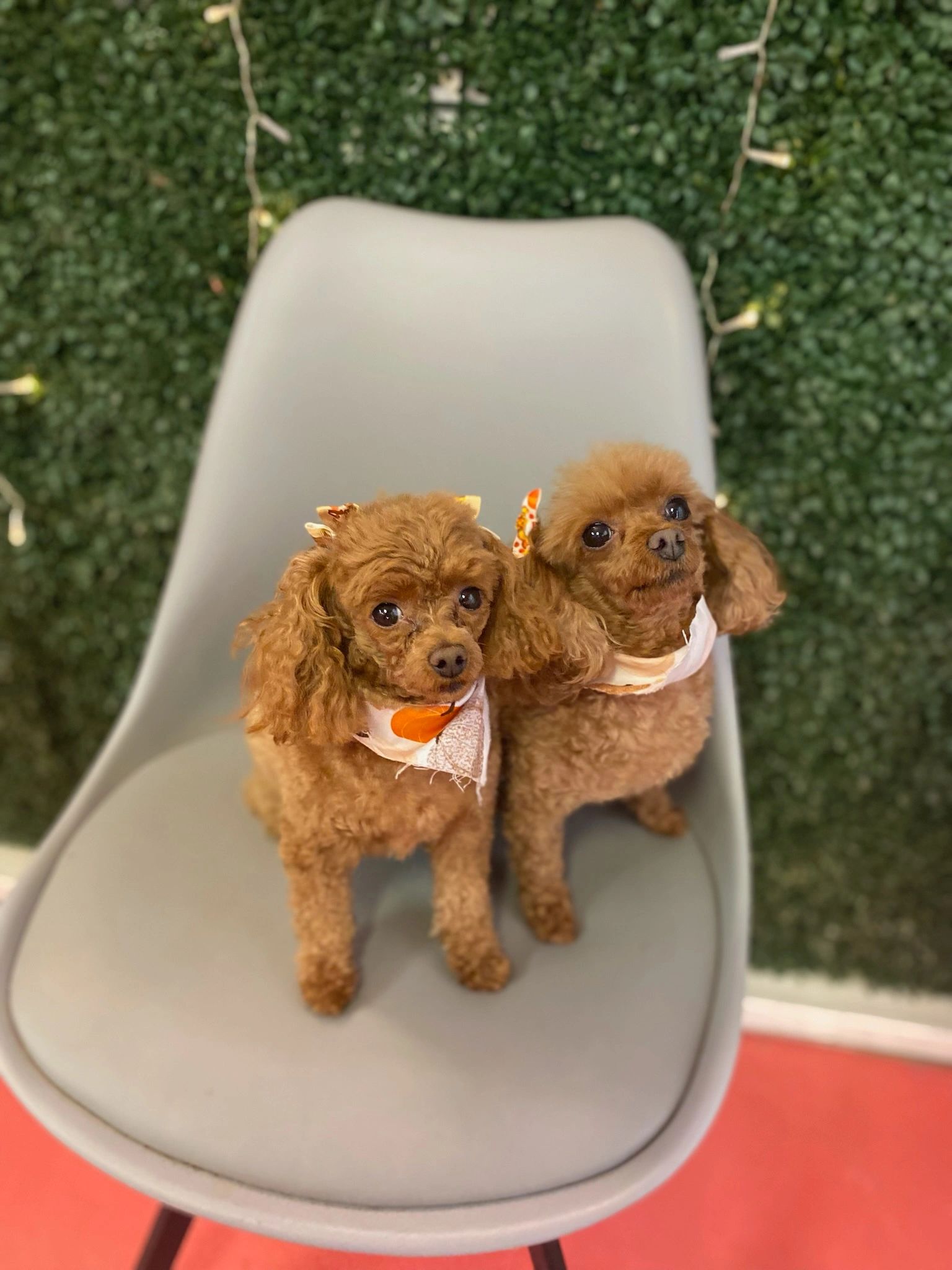 Glam Pet Groom - Dog Grooming, Dog Bather