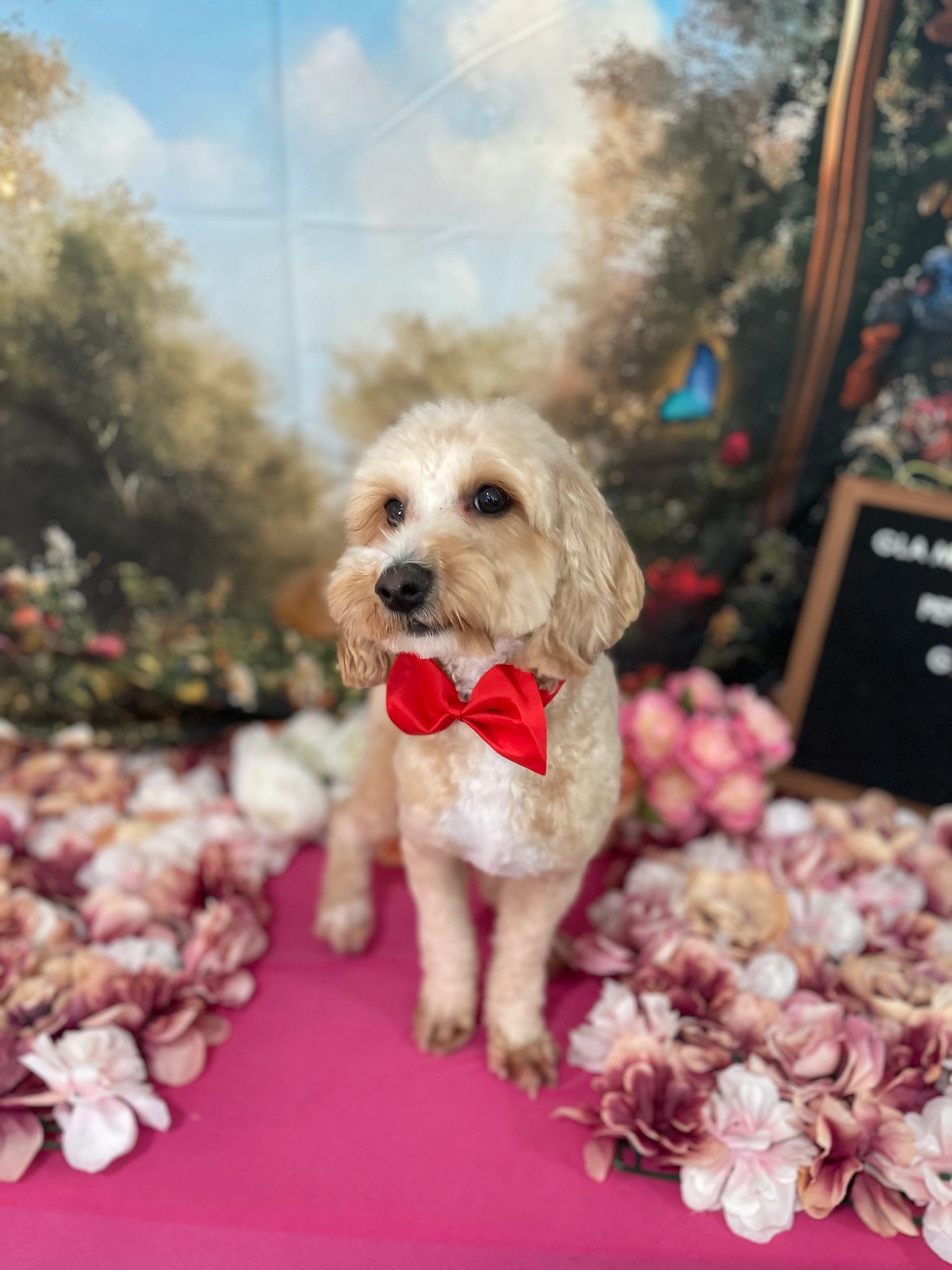 Glam Pet Groom - Dog Grooming, Dog Bather