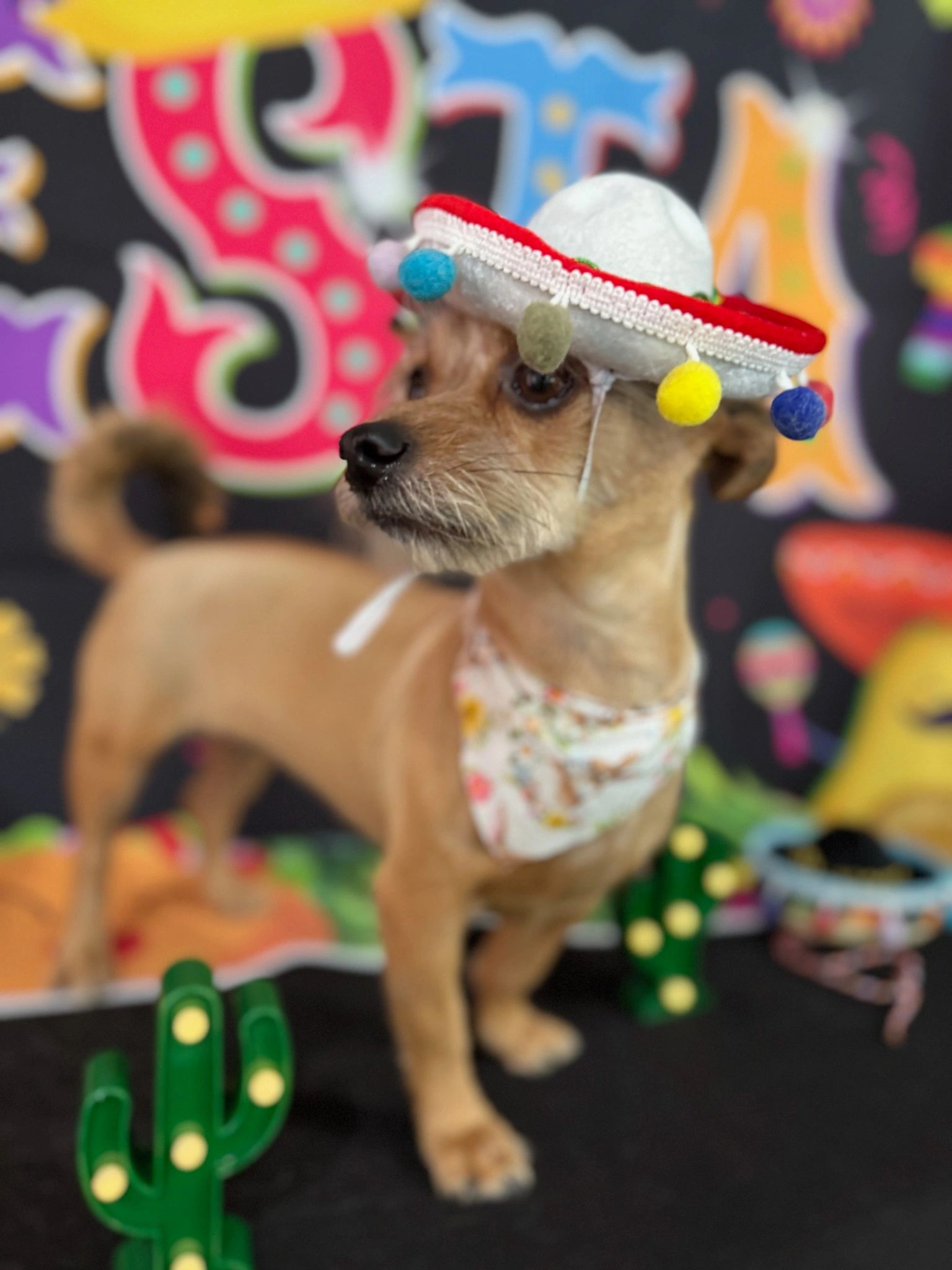 Glam Pet Penthouse | Glam Pet Groom