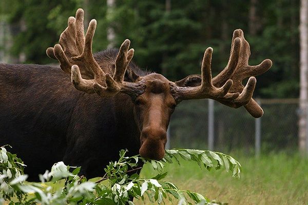 Tuckahoe Moose