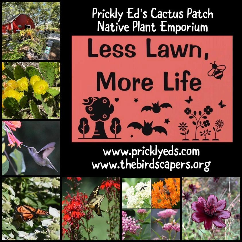 Pollinator Plants, Native Plants - Barrington, Rhode Island