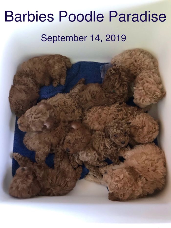 Barbie's Poodle Paradise